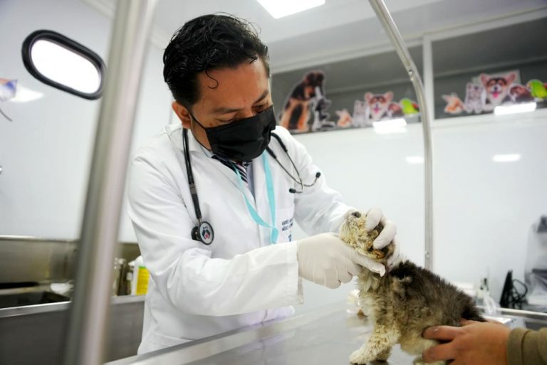 Clínica Veterinaria Móvil Municipal abrió sus puertas para brindar ...